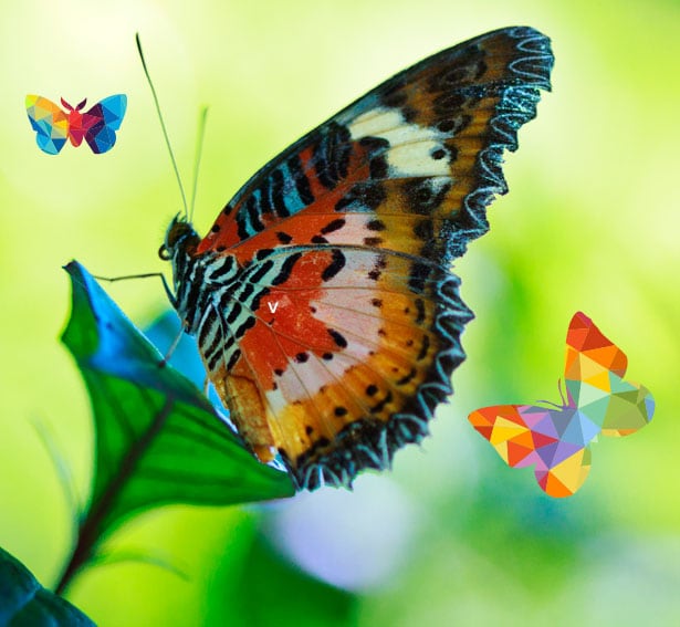 Muéstrale cómo se convierte una oruga en mariposa - Kinder Mexico